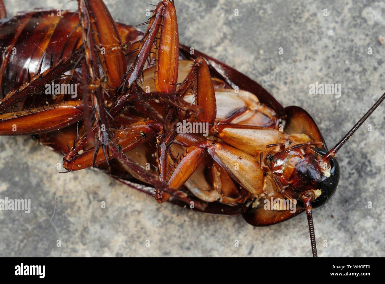 Indoors cockroach hi-res stock photography and images - Alamy
