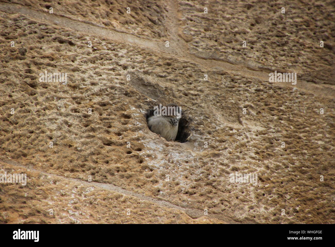 Bird hole hi-res stock photography and images - Alamy