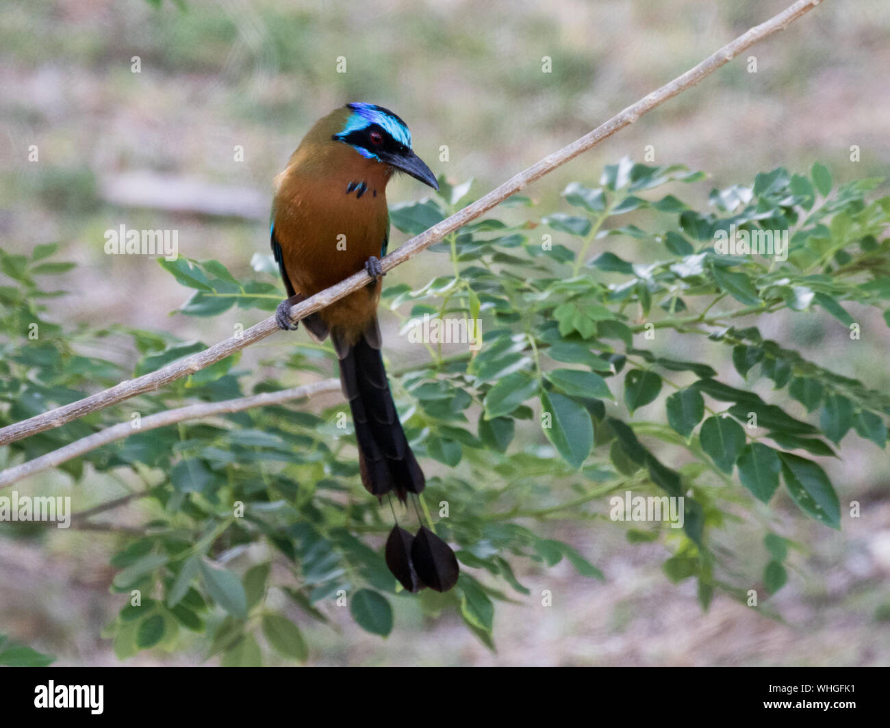 Trinidad Motmot (Momotus bahamensis Stock Photo - Alamy