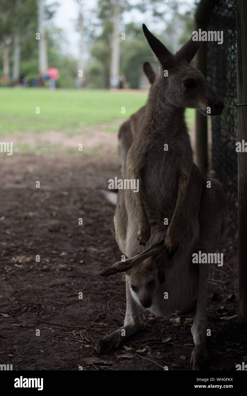 Kangaroo joey cute hi-res stock photography and images - Alamy