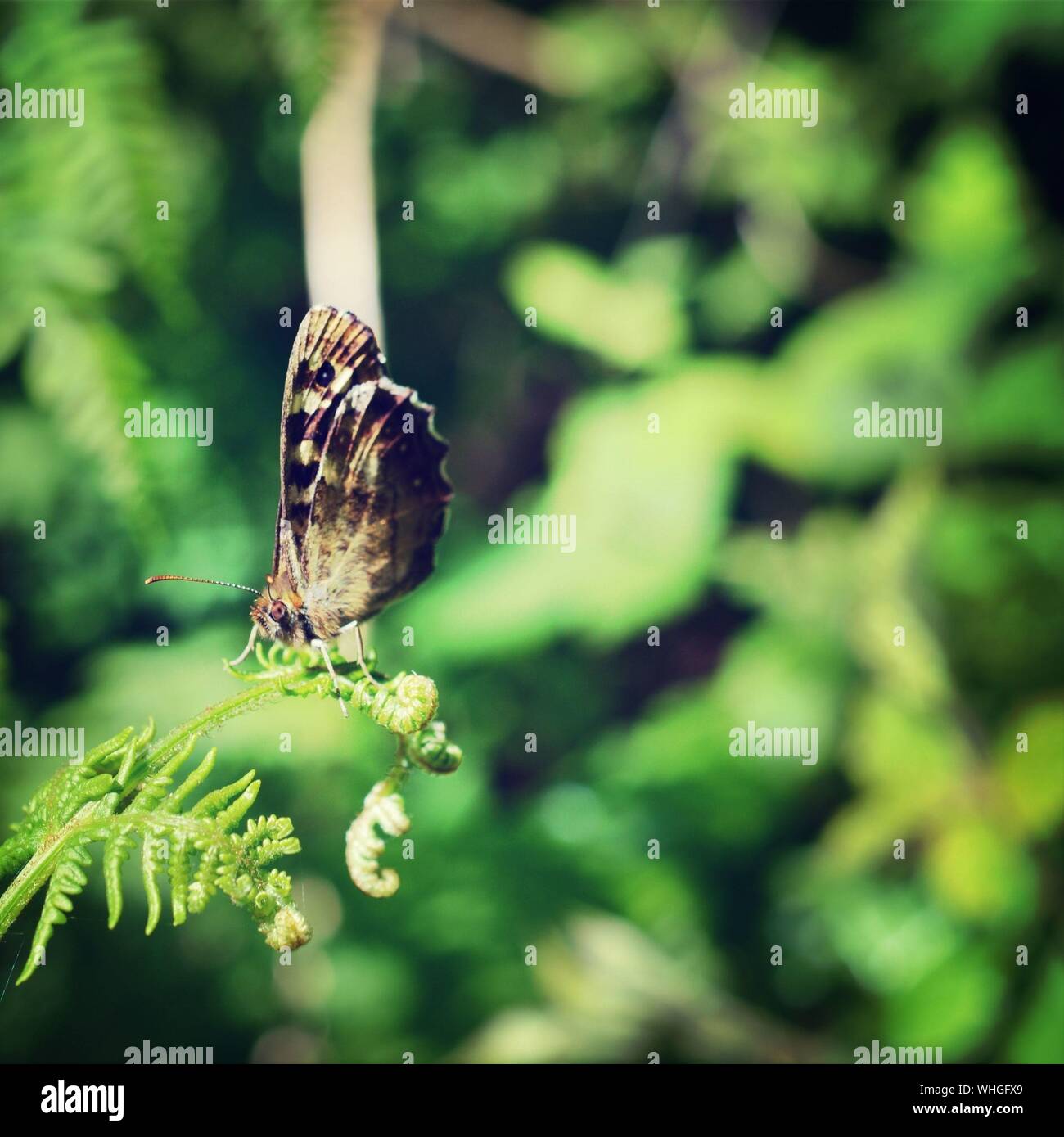 Landing butterfly hi-res stock photography and images - Alamy