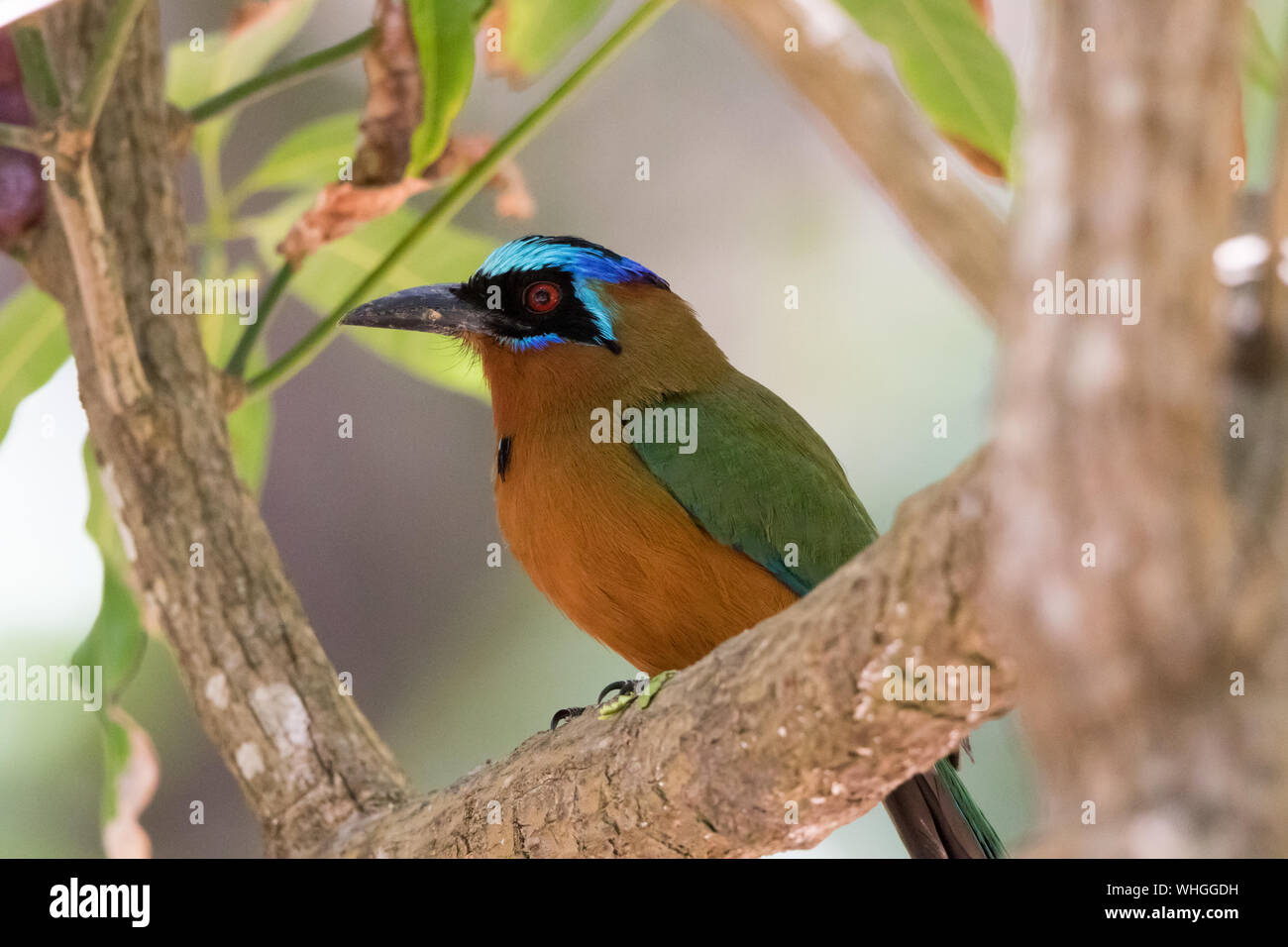 Trinidad Motmot (Momotus bahamensis Stock Photo - Alamy