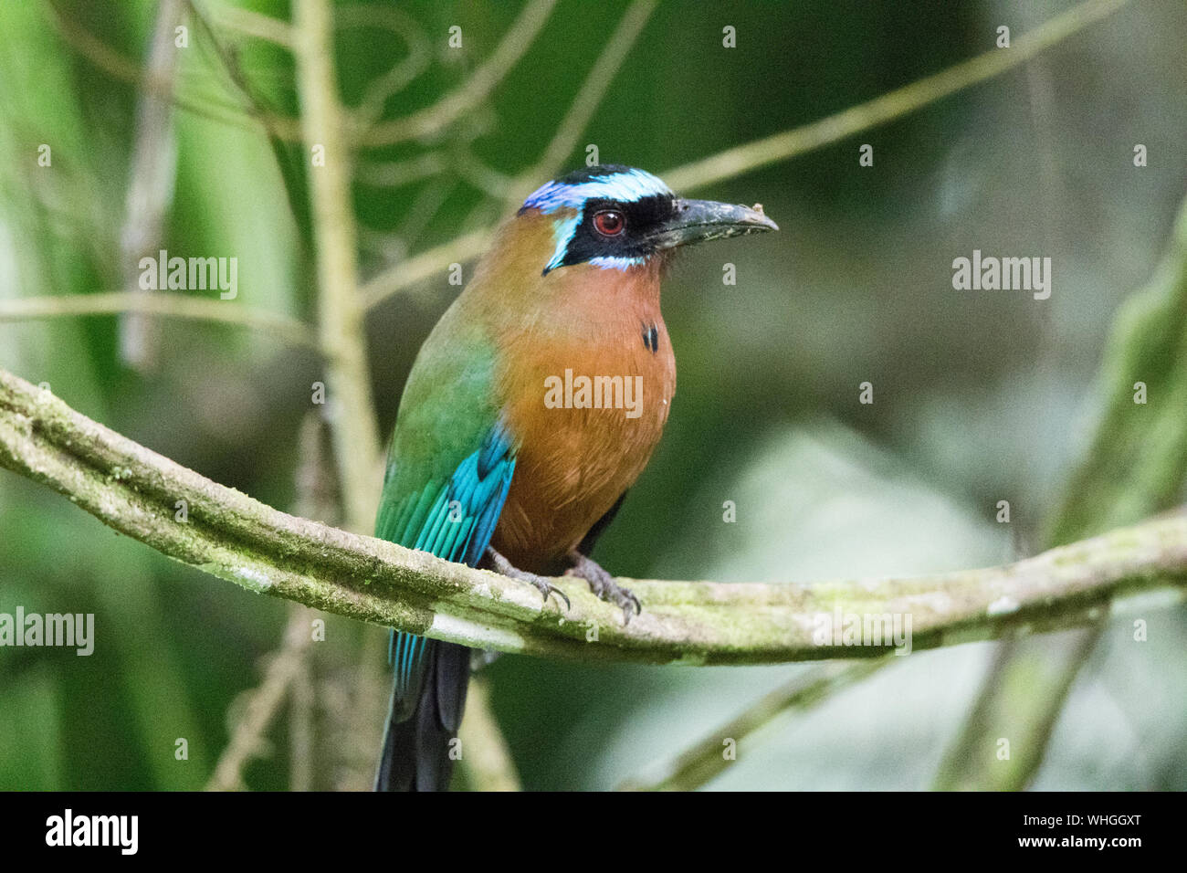 Trinidad Motmot (Momotus bahamensis Stock Photo - Alamy