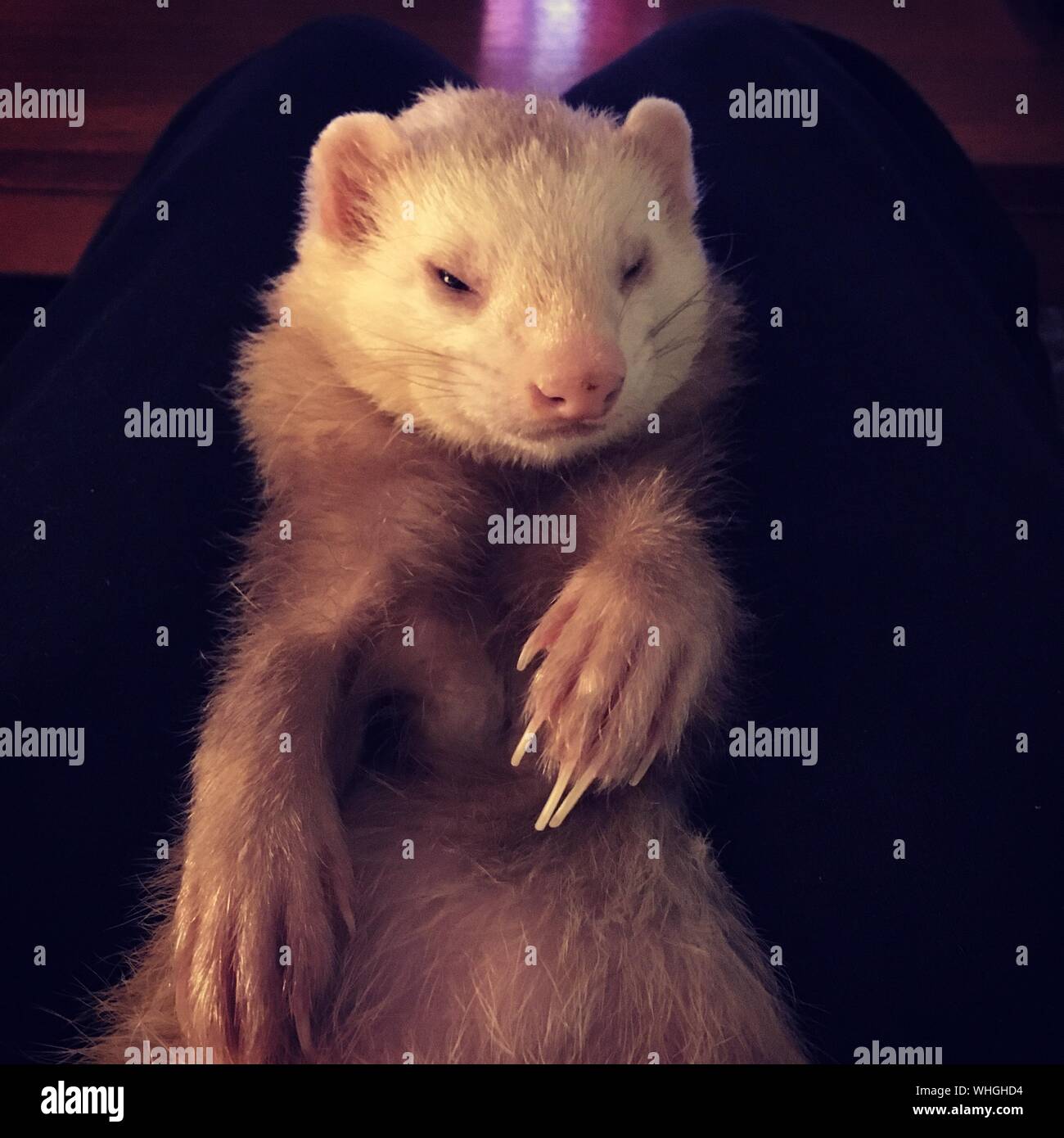 Human Lap High Resolution Stock Photography and Images - Alamy