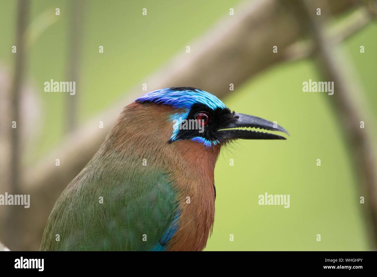 Trinidad Motmot (Momotus bahamensis Stock Photo - Alamy