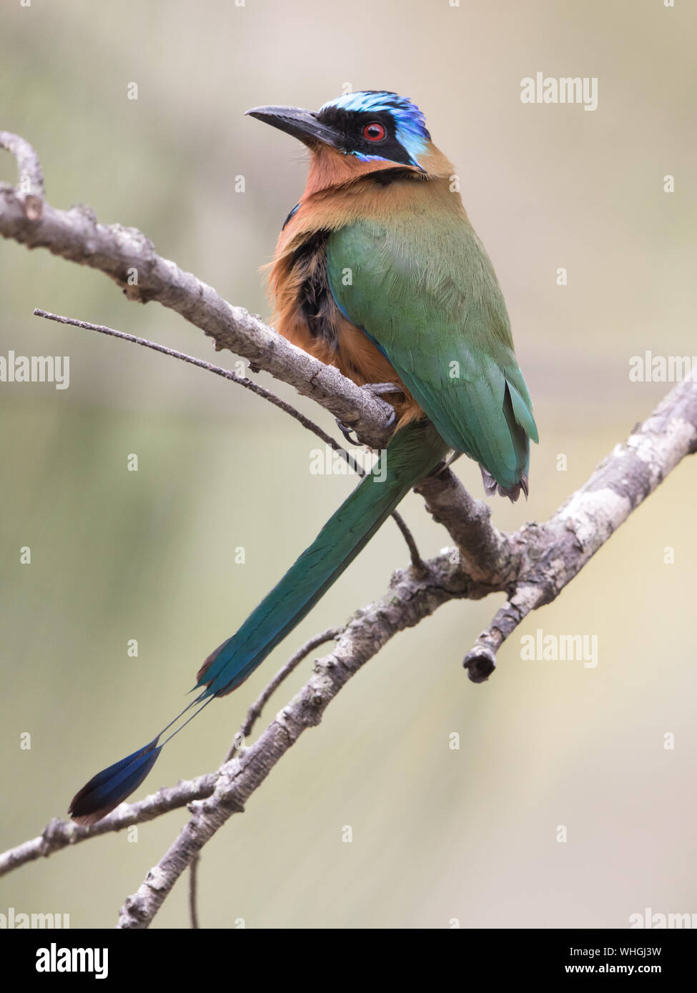 Trinidad Motmot (Momotus bahamensis Stock Photo - Alamy