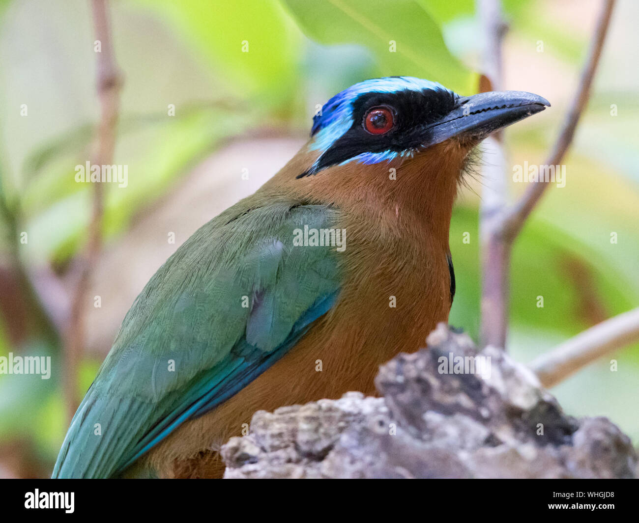 Trinidad Motmot (Momotus bahamensis Stock Photo - Alamy