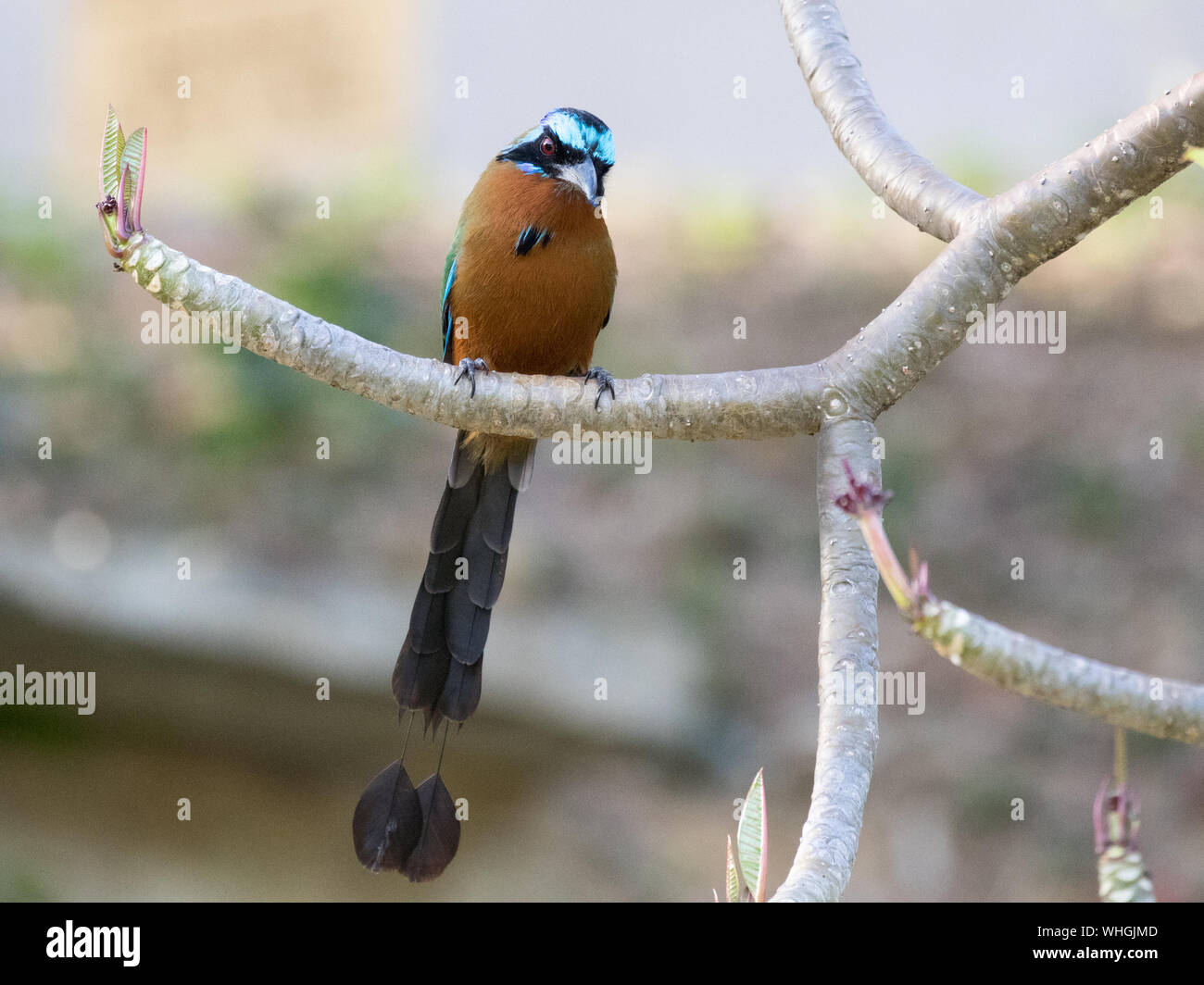 Trinidad Motmot (Momotus bahamensis Stock Photo - Alamy