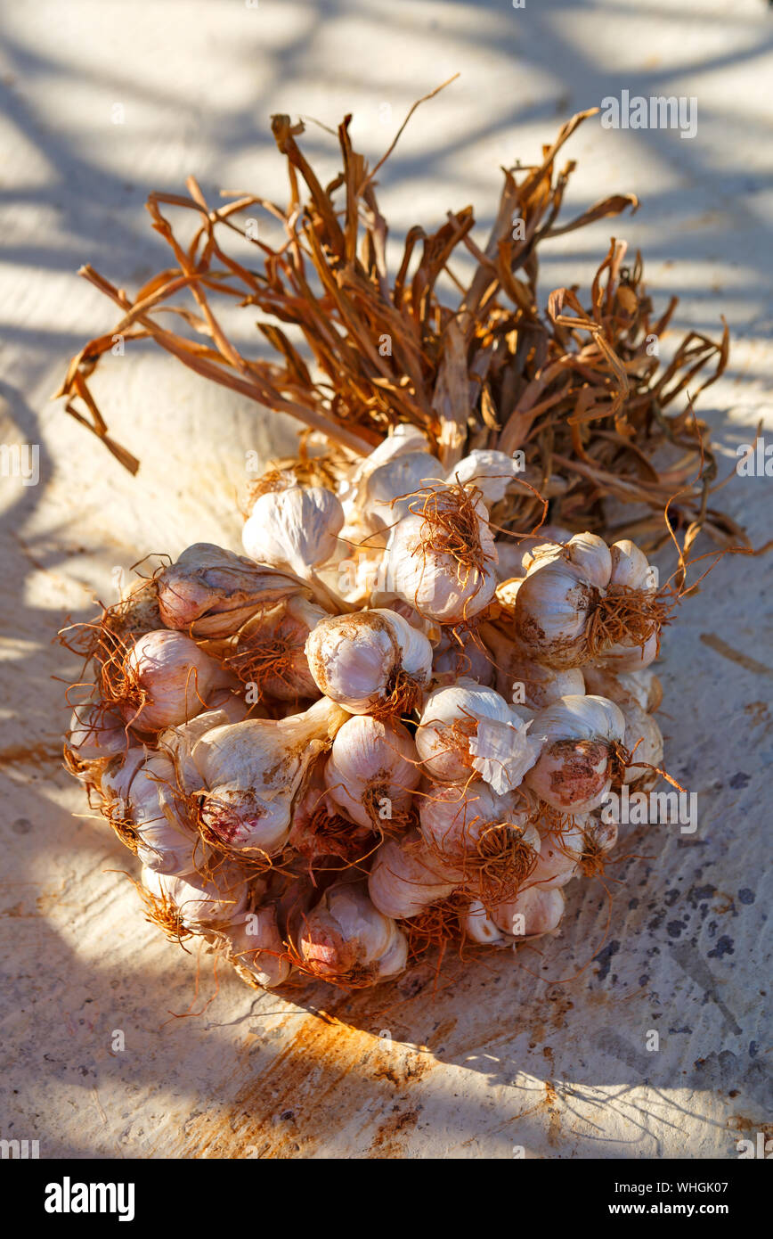 Cluster of fresh garlic in dappled lighting Stock Photo - Alamy