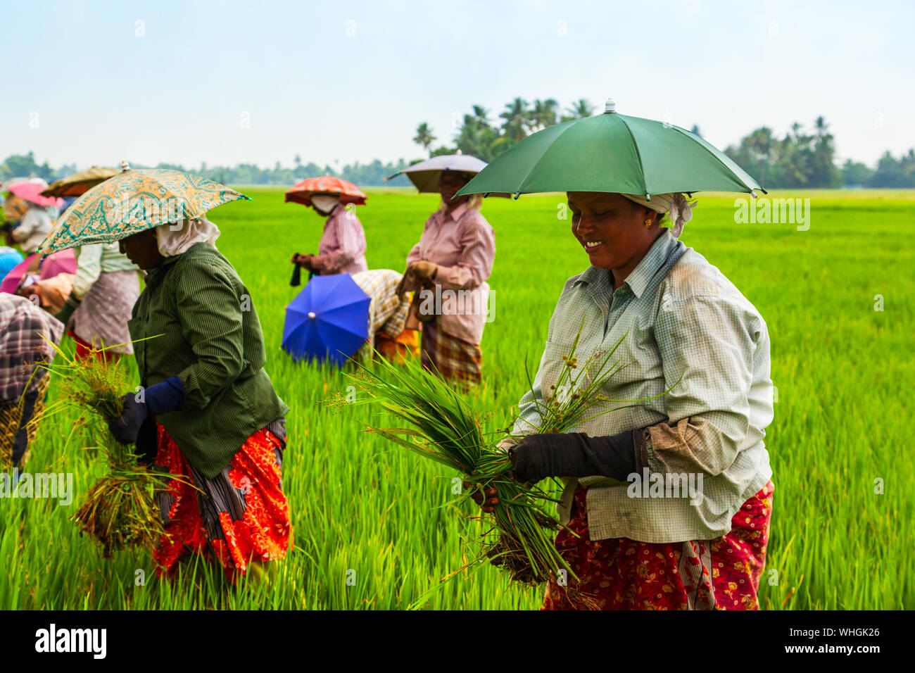 Women farmers kerala hi-res stock photography and images - Alamy