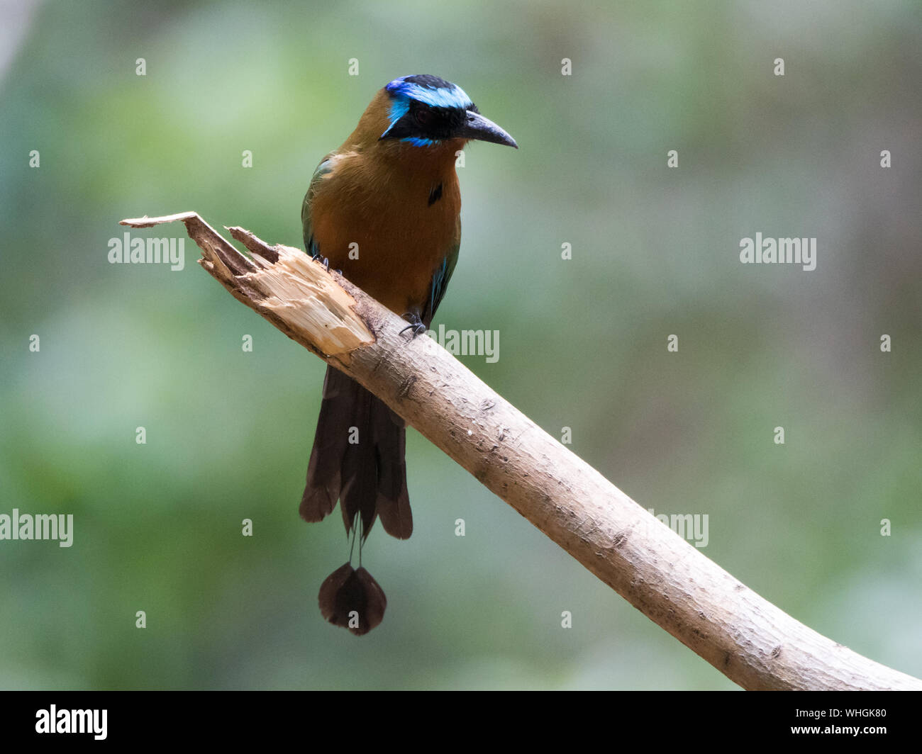 Trinidad Motmot (Momotus bahamensis Stock Photo - Alamy