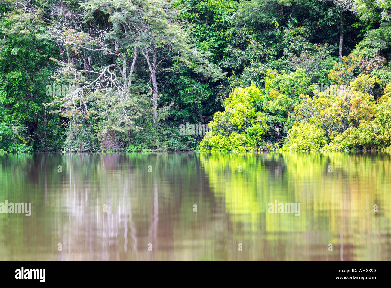 Amazon rainforest and river hi-res stock photography and images - Alamy