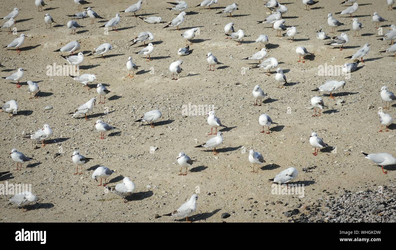 Group birds hi-res stock photography and images - Alamy
