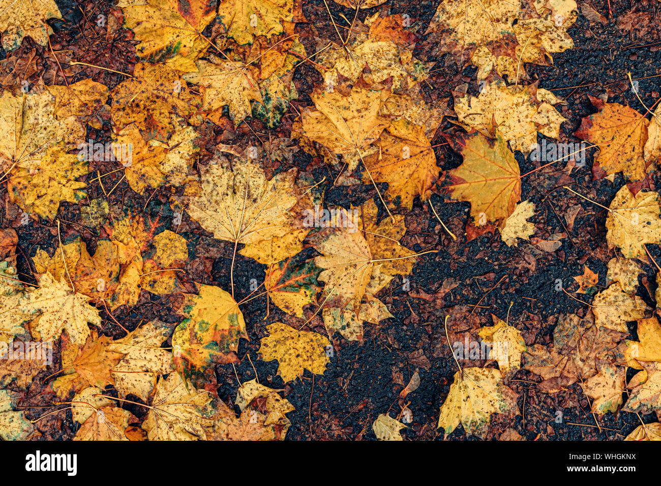 Wet ground texture hi-res stock photography and images - Alamy