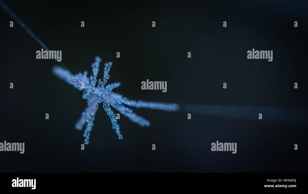 Spider web frozen hi-res stock photography and images - Alamy