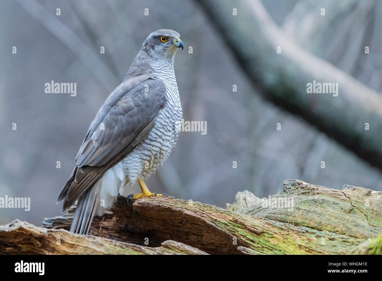 Northern Goshawk (Accipiter gentilis), side view of an adult standing ...