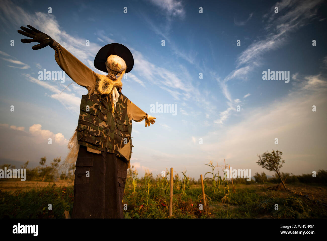 Scarecrow in a field with blue sky at sunset. Country or halloween ...