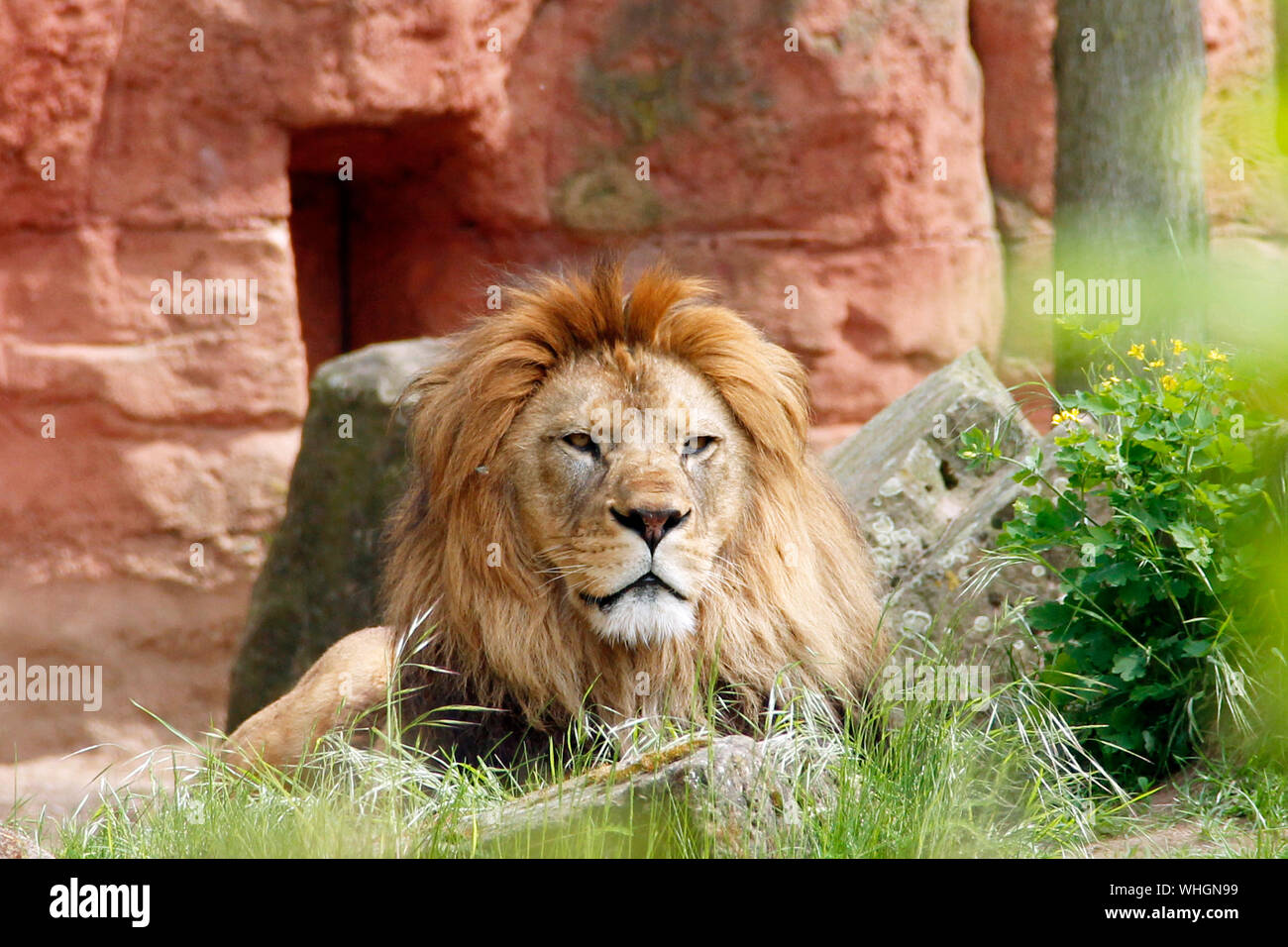 Barbary Lion High Resolution Stock Photography and Images - Alamy
