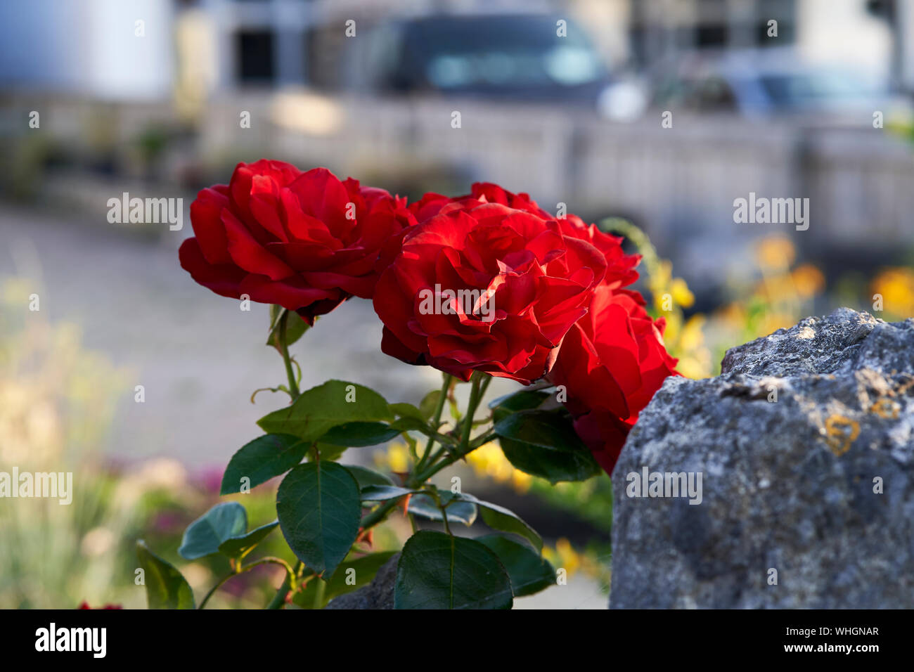 Field of red roses hi-res stock photography and images - Alamy