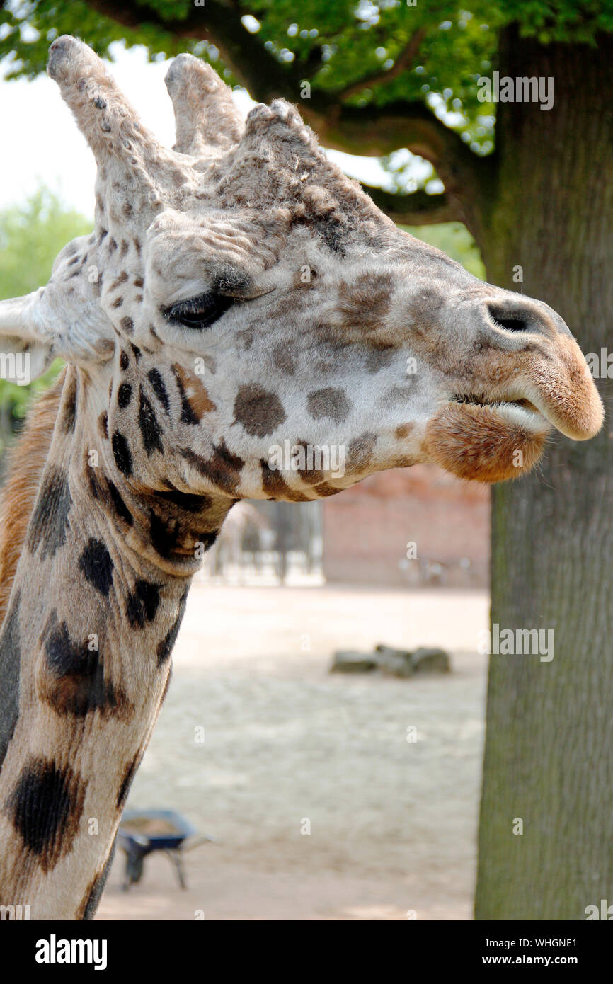 Giraffa camelopardalis red shield giraffe Stock Photo - Alamy