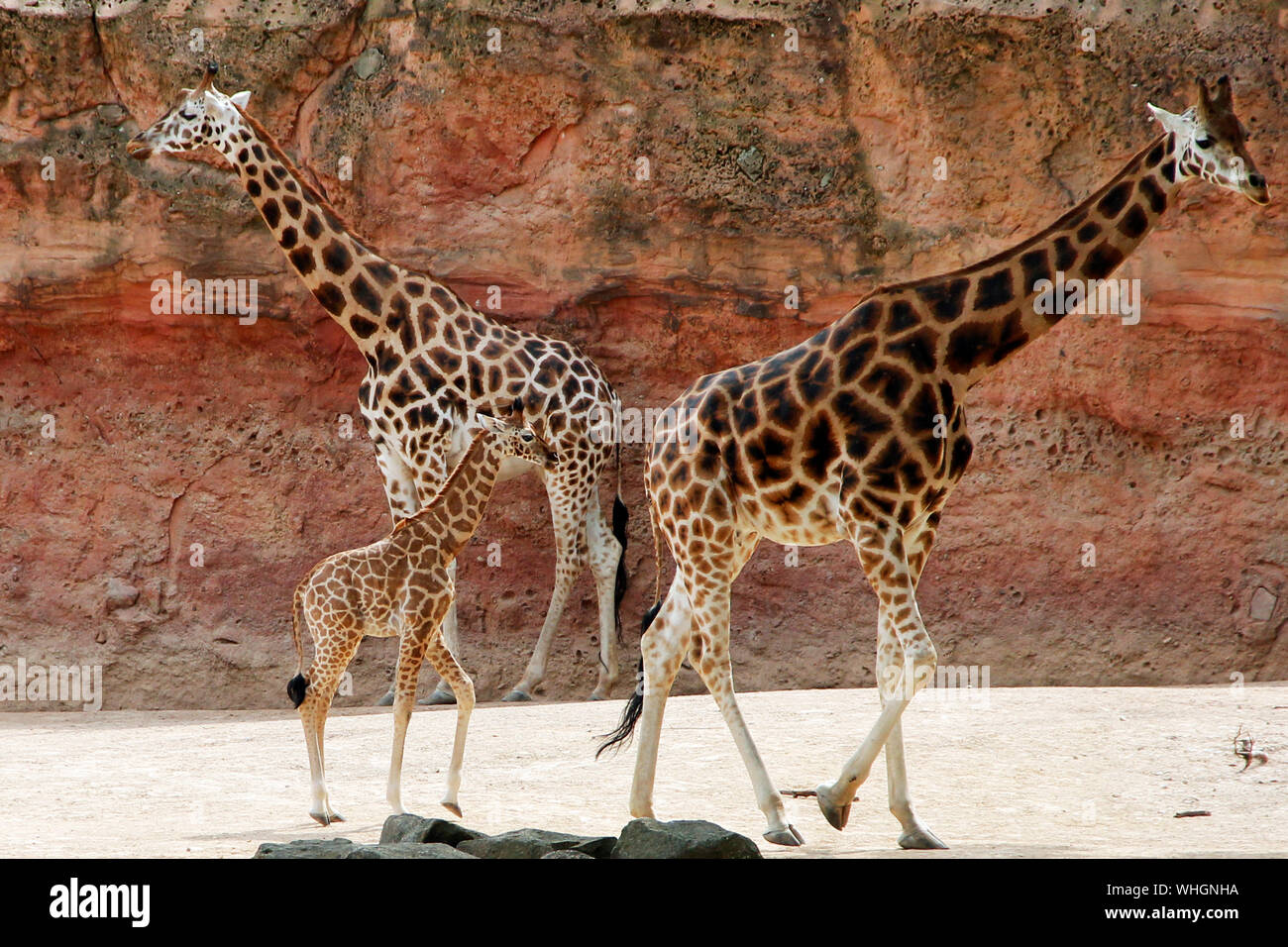 Three red-shield giraffe Giraffa camelopardalis Rothschild Stock Photo ...