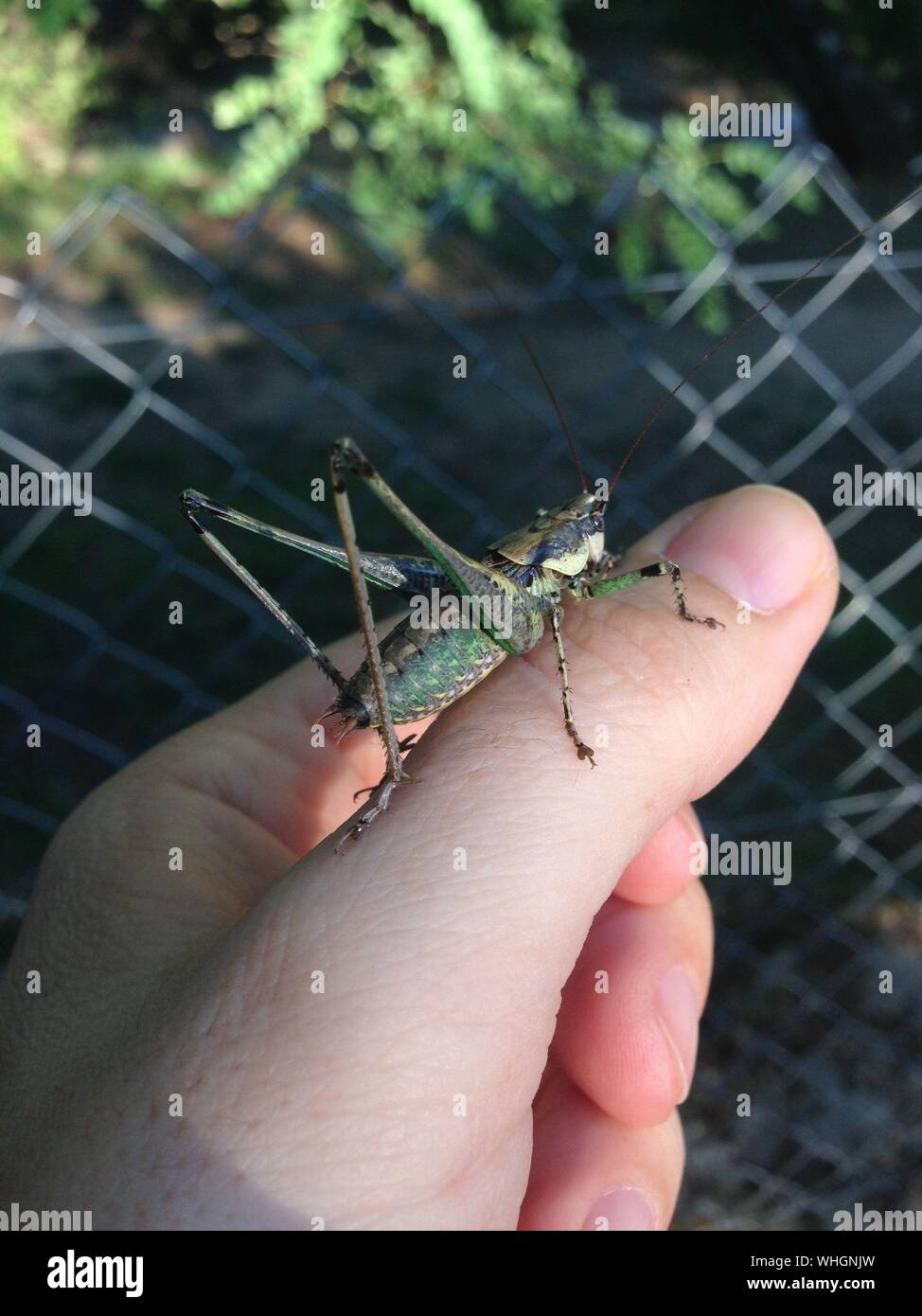 Hand and grasshopper hi-res stock photography and images - Alamy