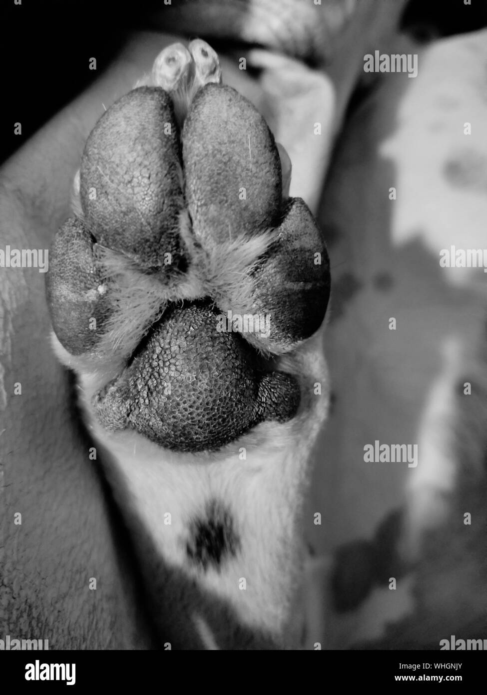 Close up paw hi-res stock photography and images - Alamy