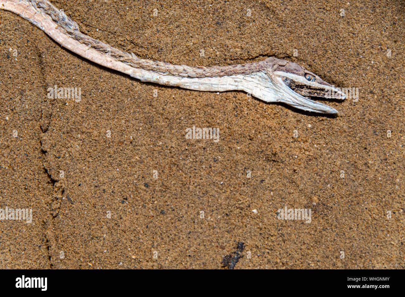 Dead snake in road hi-res stock photography and images - Alamy