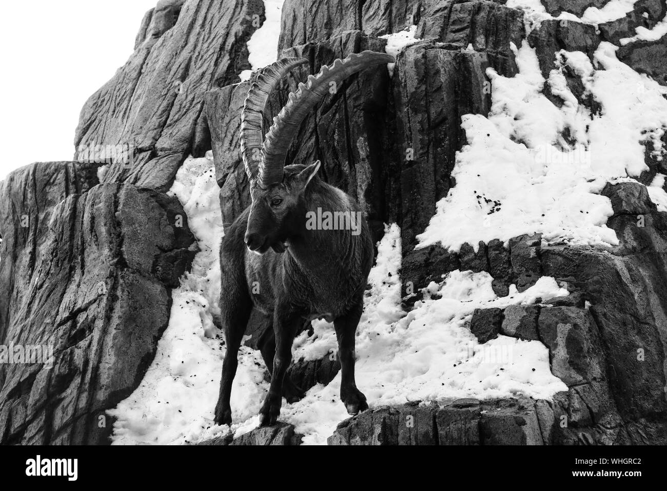 Sheep on rock hi-res stock photography and images - Alamy