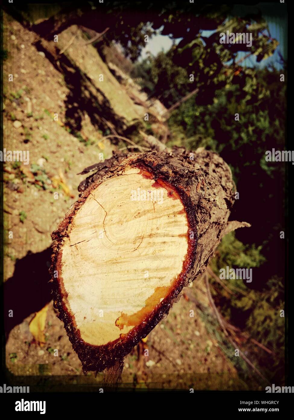 Timber in forest hi-res stock photography and images - Alamy