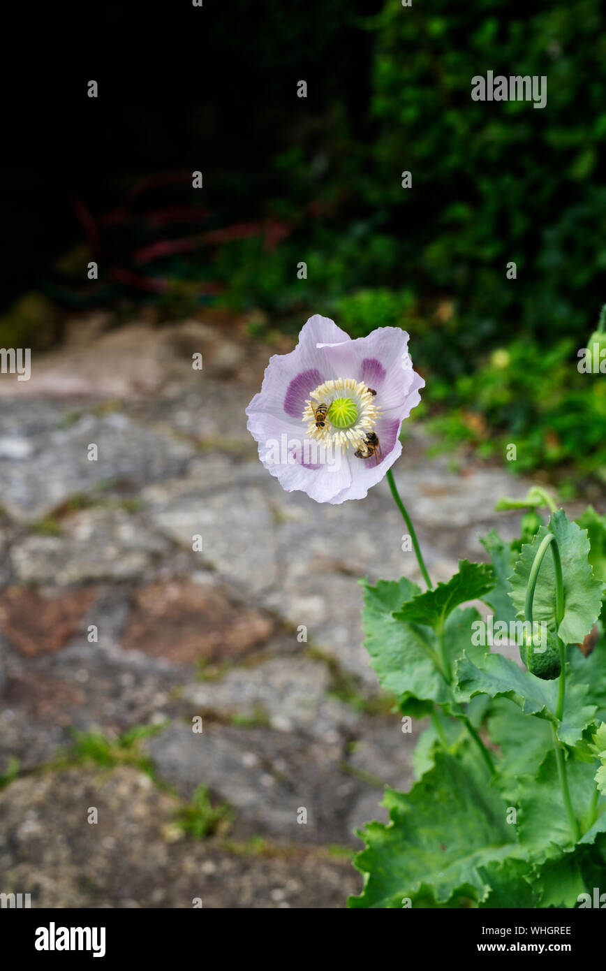 Papaver somniferum opium poppy bee hi-res stock photography and images ...