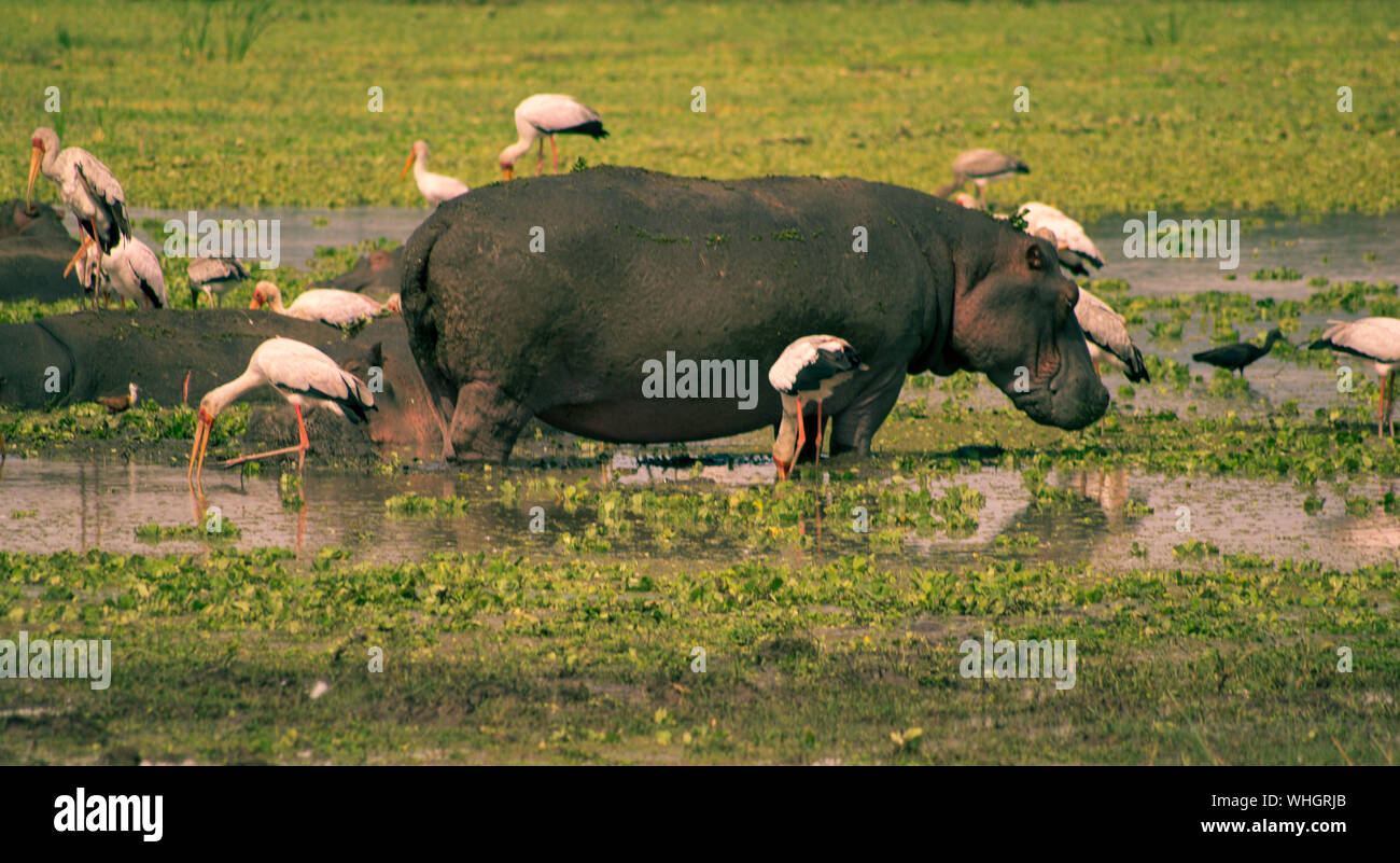 Hippopotamus on grass hi-res stock photography and images - Alamy