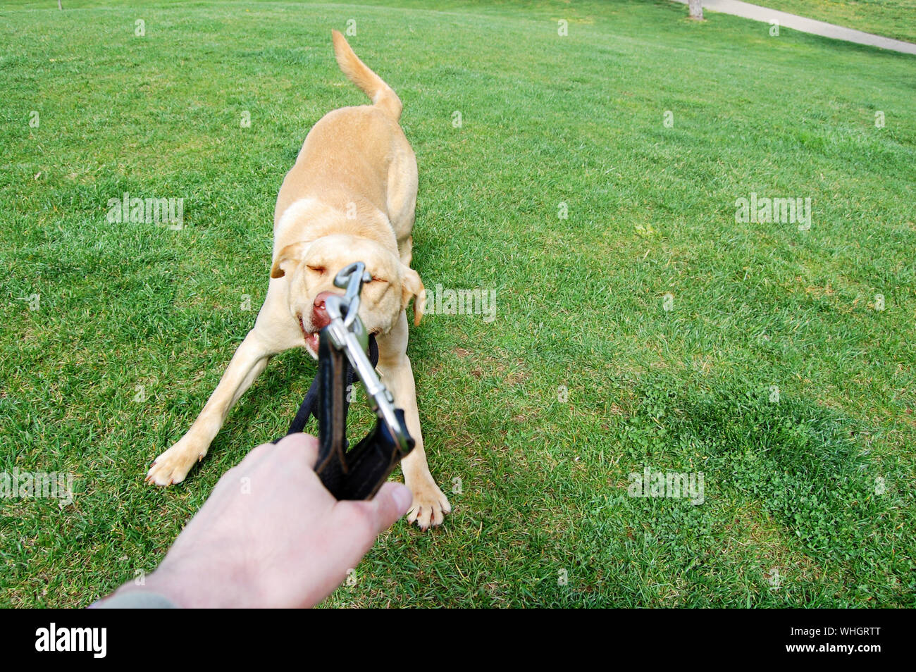 Dog pulling leash hi-res stock photography and images - Alamy