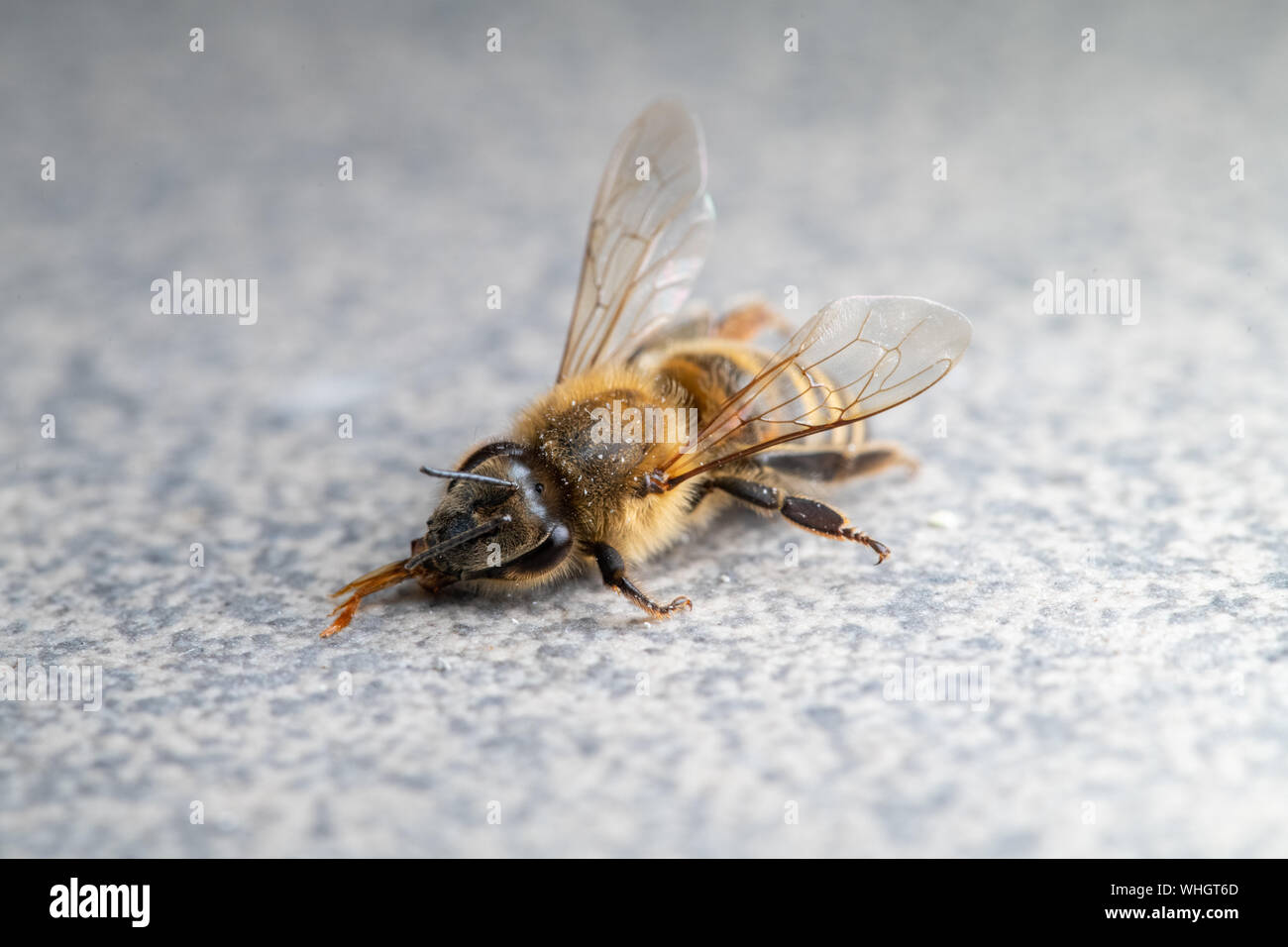 Dead honey bee, apis melifera, isolated on plan background, bee ...