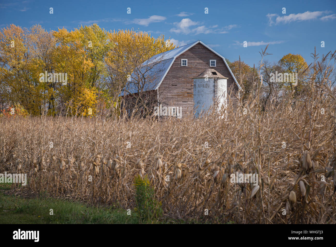 Old rust colored barn with white block silo standing in a corn field ...