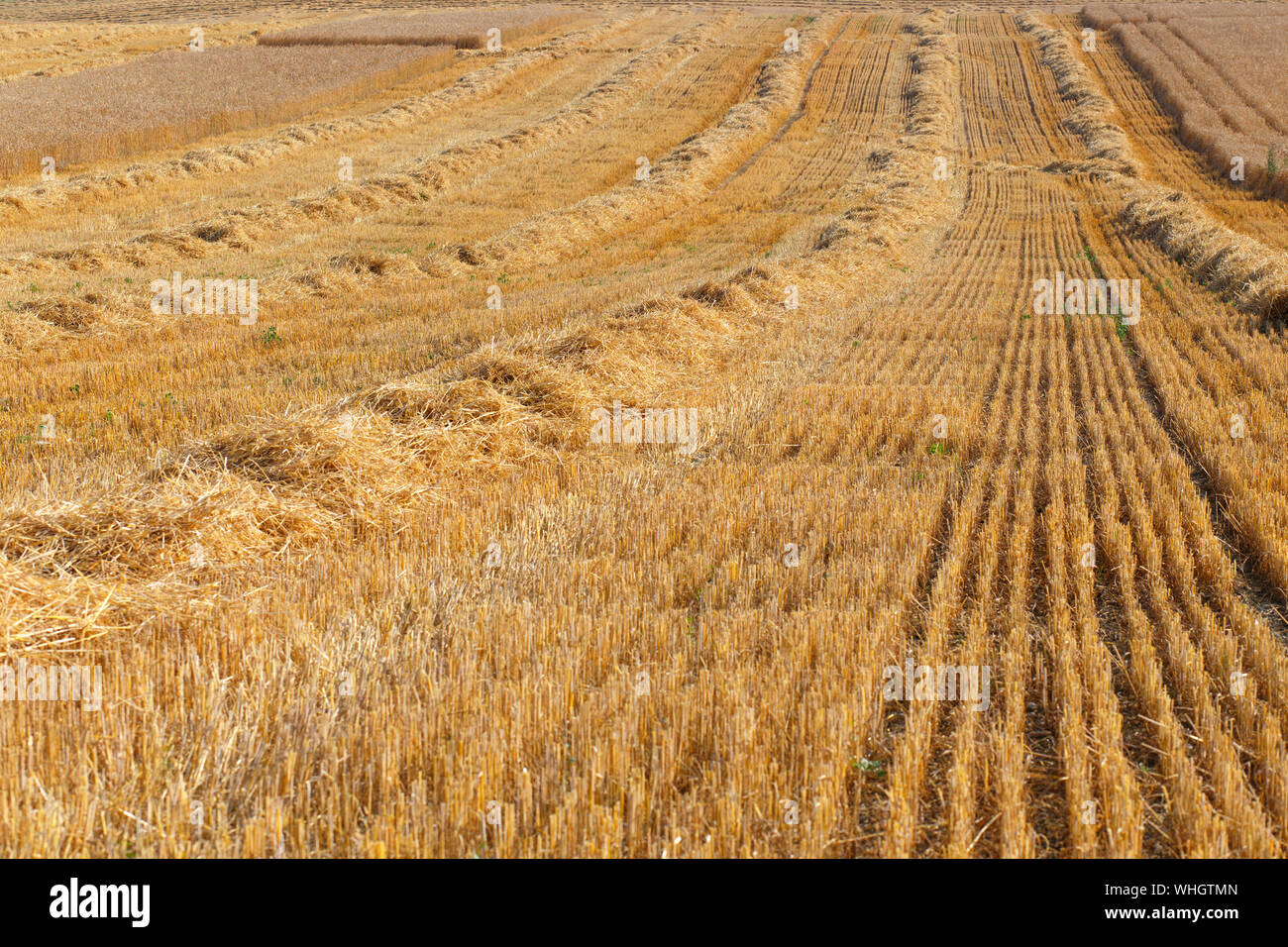 Wheat shafts hi-res stock photography and images - Alamy