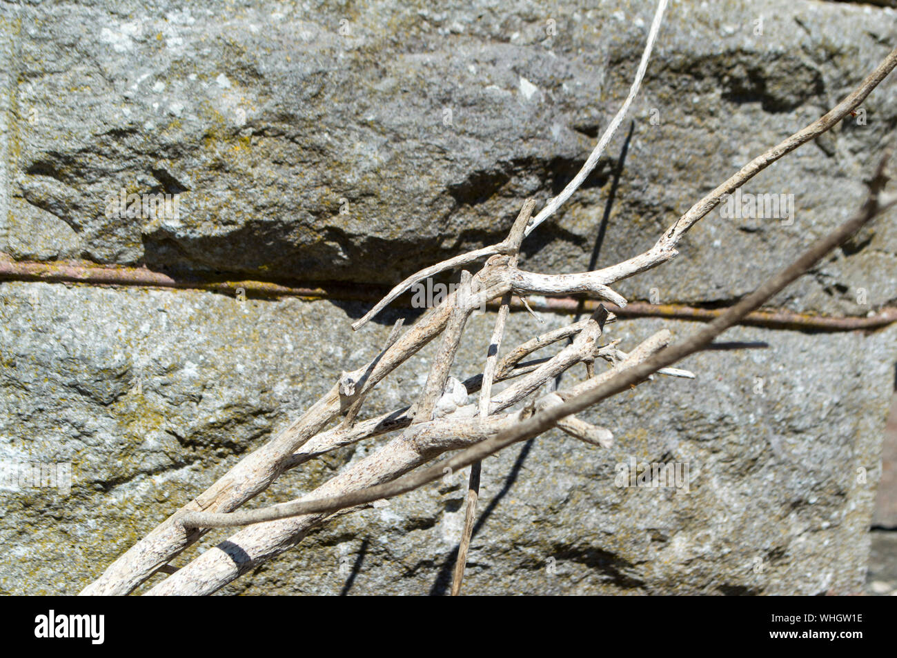 Branches from a dead tree stump Stock Photo - Alamy