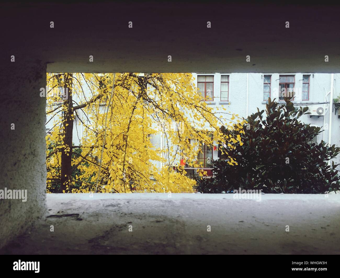 Autumn in shanghai hi-res stock photography and images - Alamy
