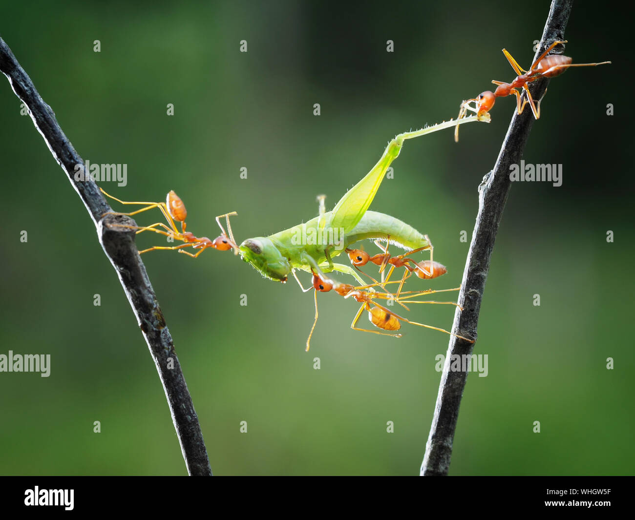 Grasshopper And Ant High Resolution Stock Photography and Images - Alamy