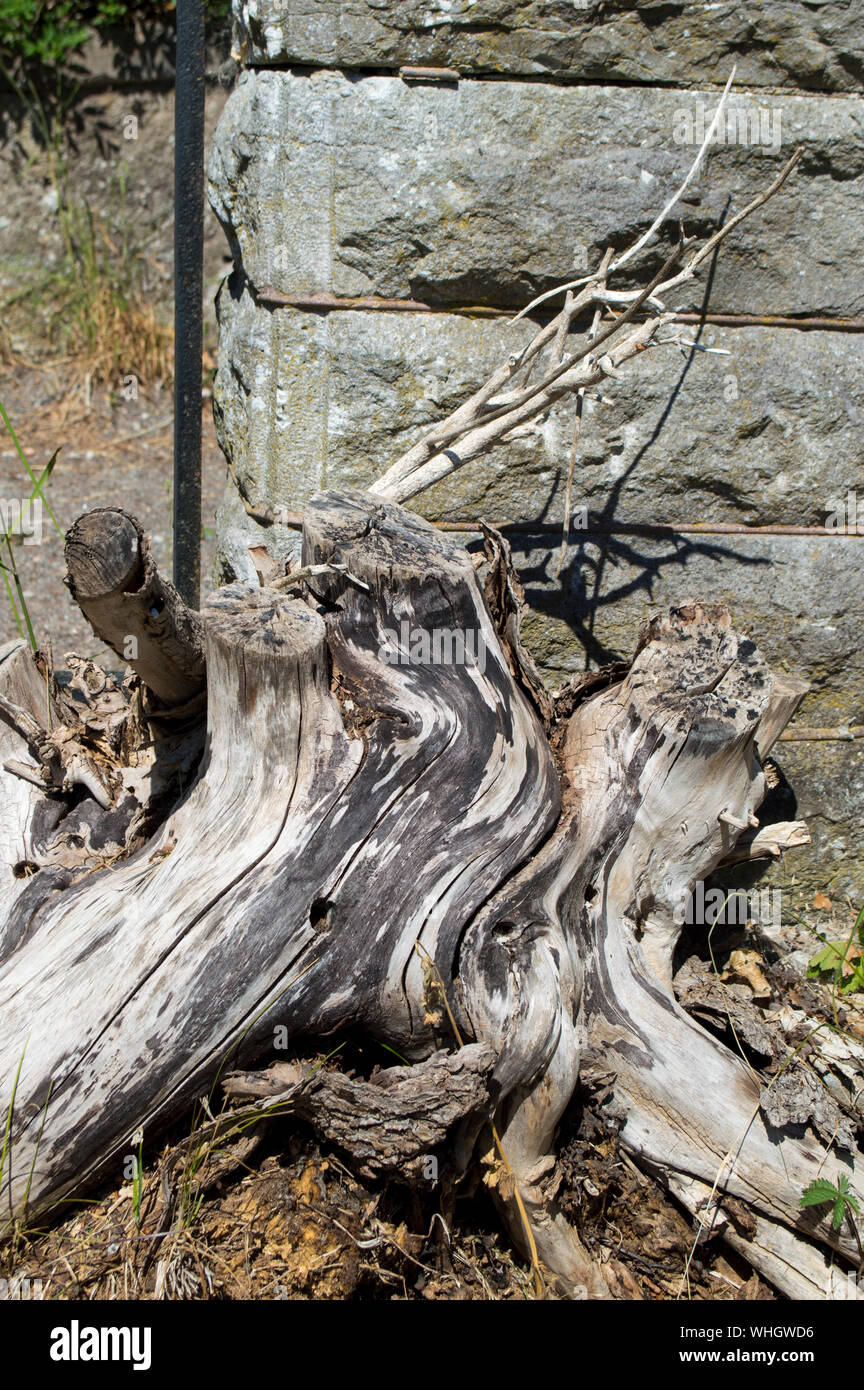 Stone tree stump hi-res stock photography and images - Alamy