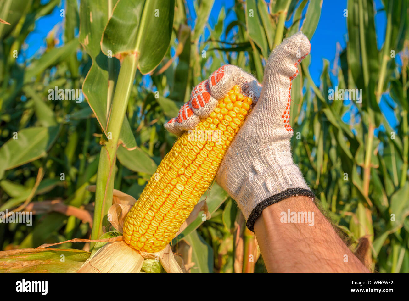 Farmer hand picking ripe corn on the cob in cultivated field during ...