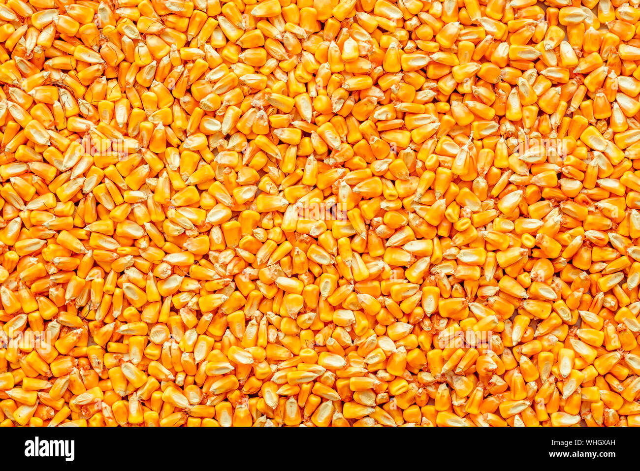 Texture of harvested corn kernels heap, concept of abundance and great ...