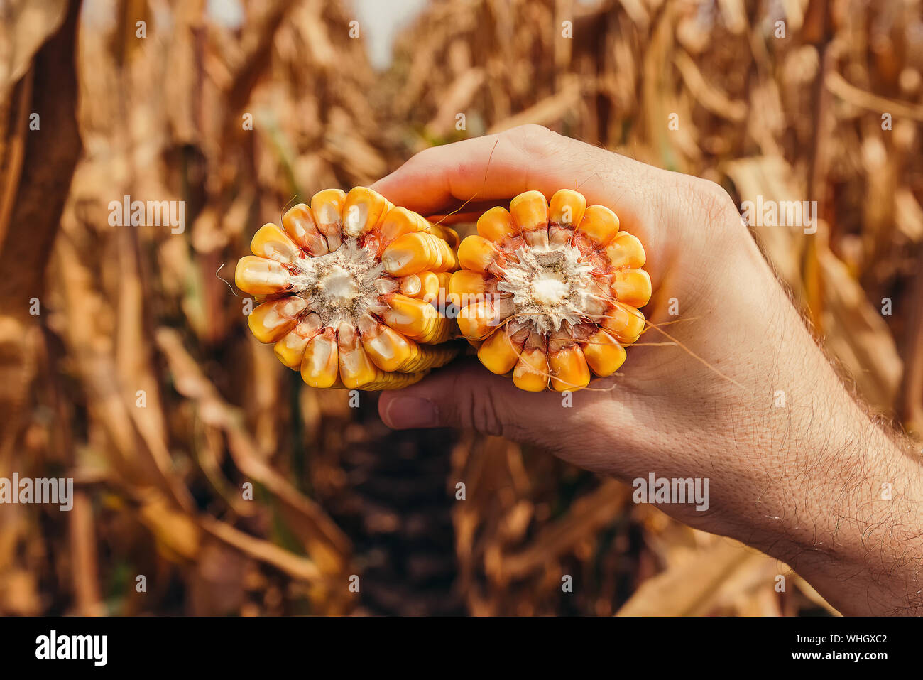 Cob broken hi-res stock photography and images - Alamy