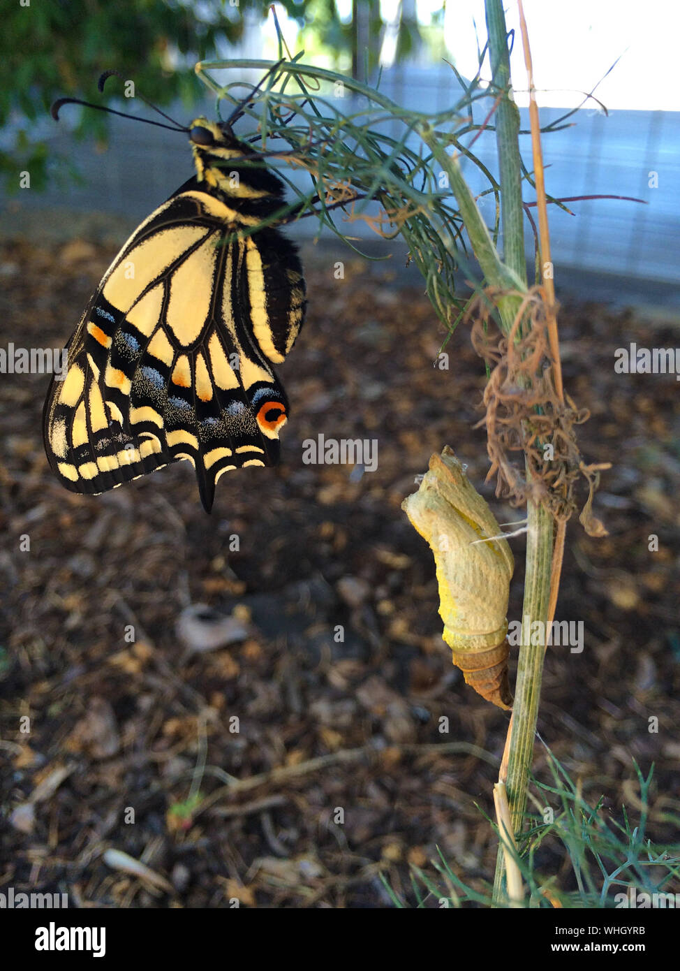 Cocoon swallowtail hi-res stock photography and images - Alamy