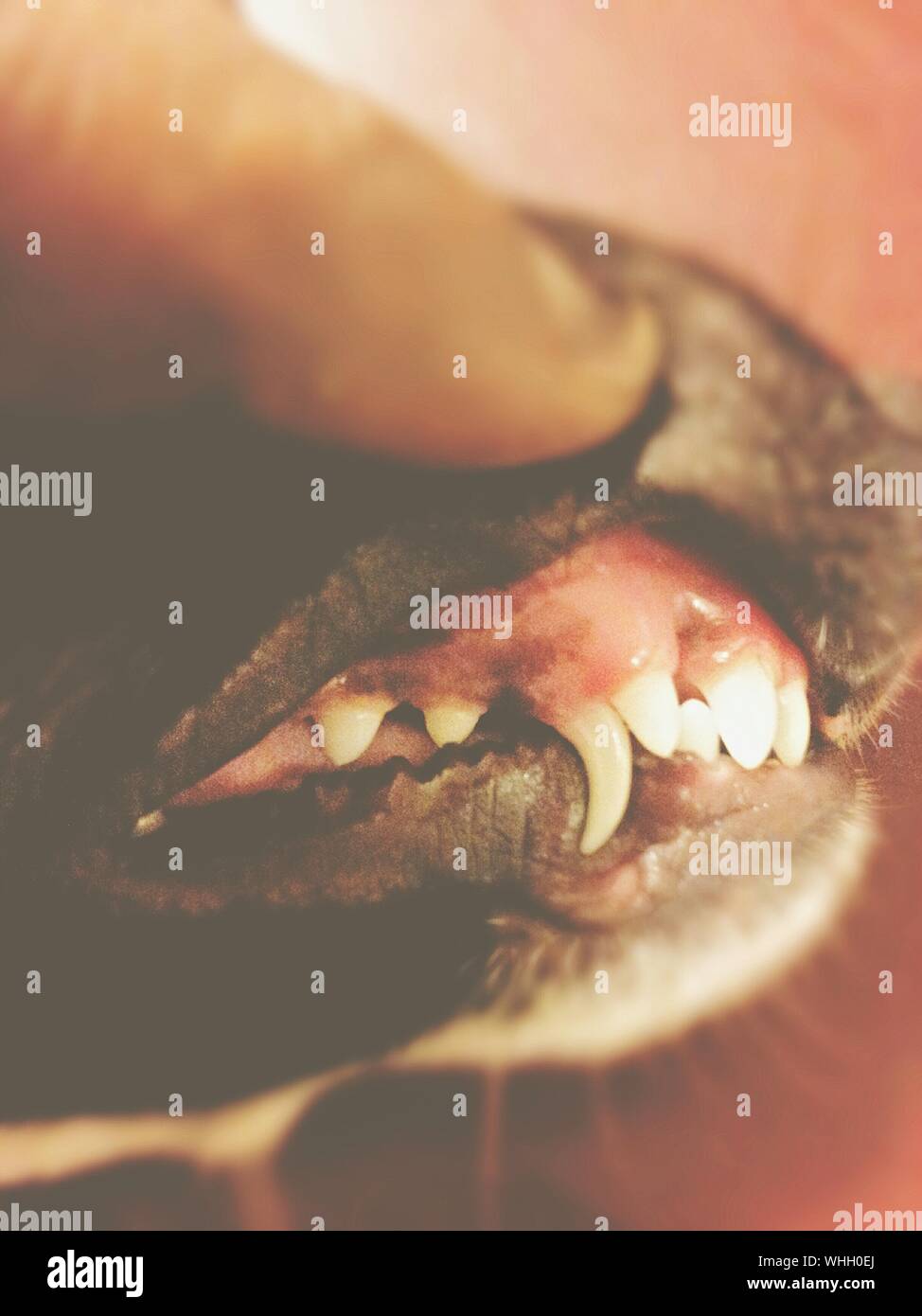 Hand teeth hi-res stock photography and images - Alamy