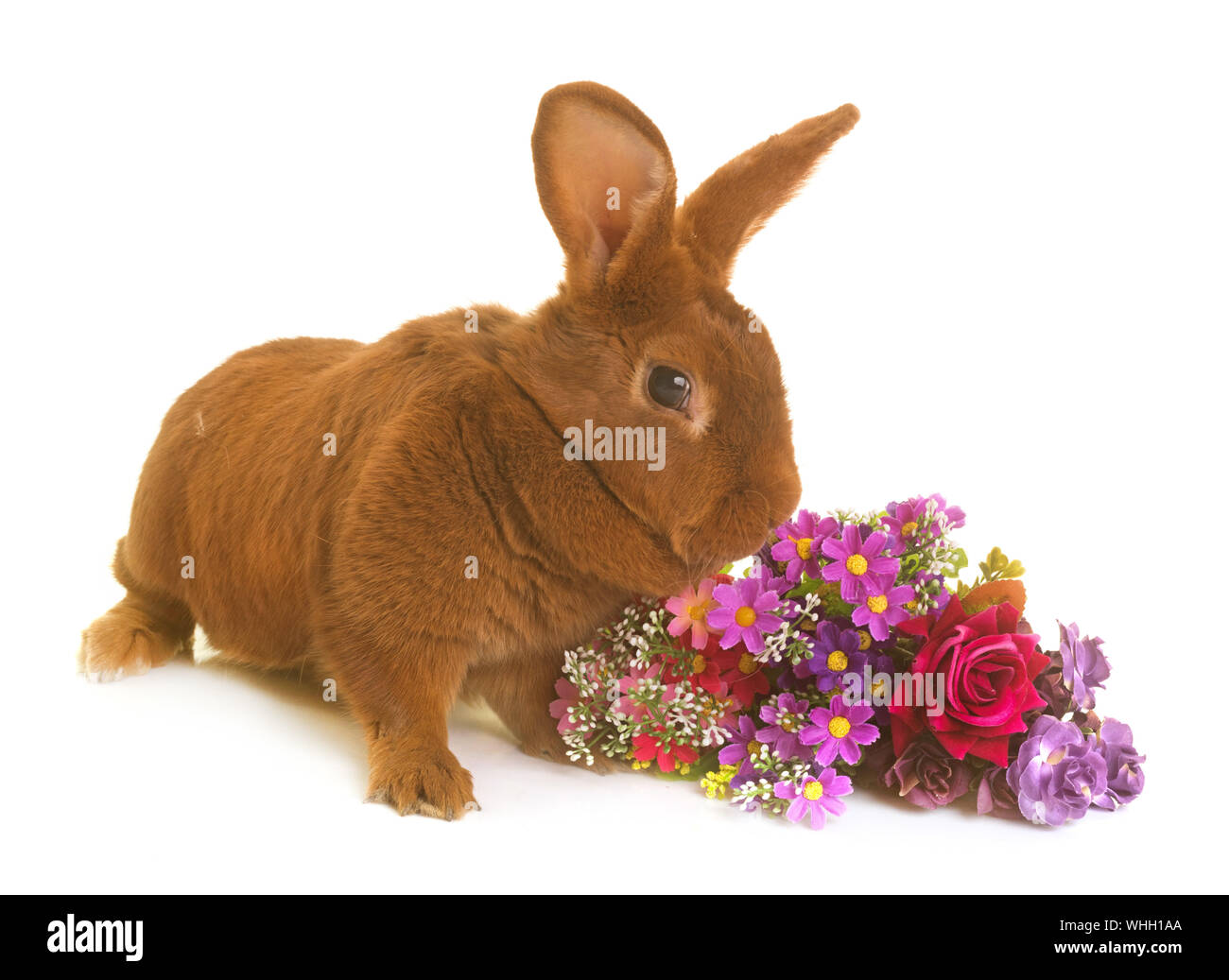 Colorful pets hi-res stock photography and images - Alamy