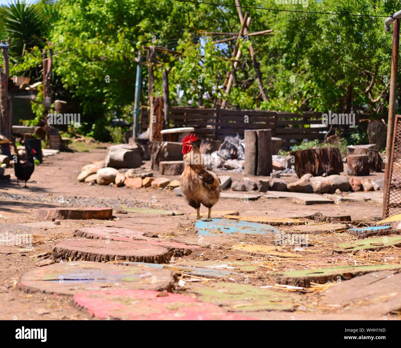 Rustic rooster hi-res stock photography and images - Alamy
