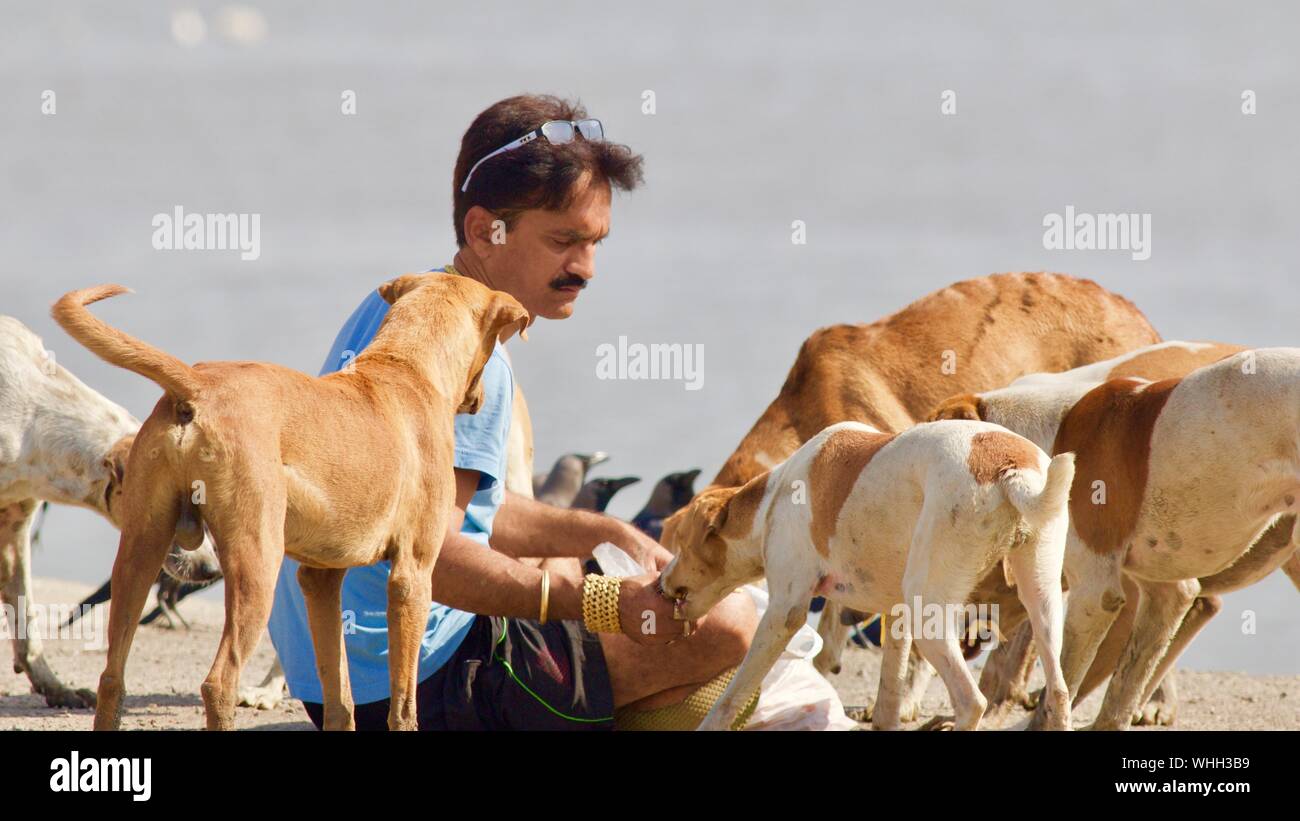 Group Stray Dogs High Resolution Stock Photography and Images - Alamy
