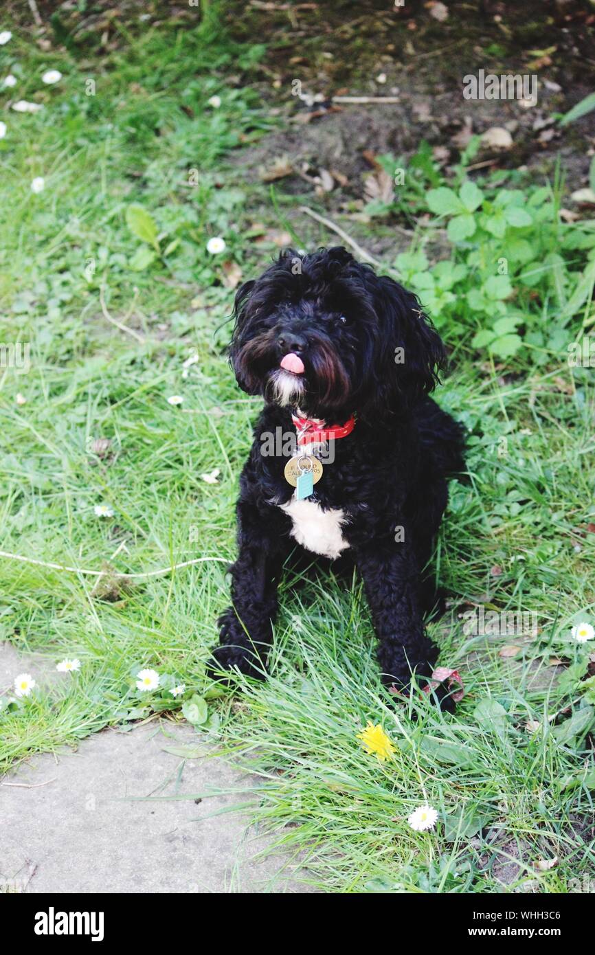 Cockapoo looking out hi-res stock photography and images - Alamy