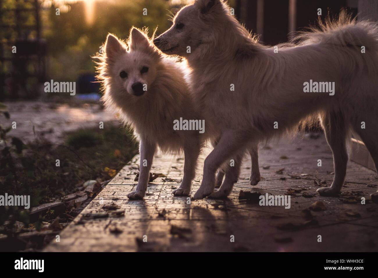 Frontal view hi-res stock photography and images - Alamy